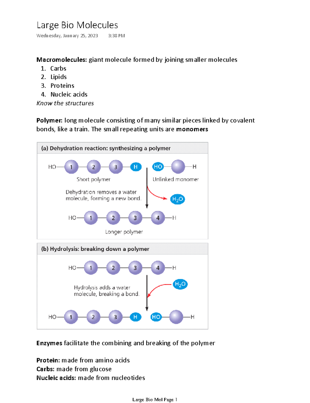 Campbell Biology 12e Chapter 5 Notes - Macromolecules: giant molecule ...
