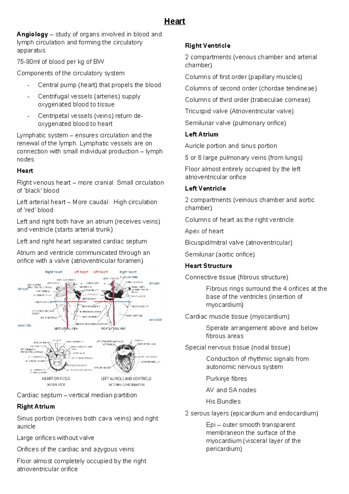 Heart - Heart Angiology – study of organs involved in blood and lymph ...