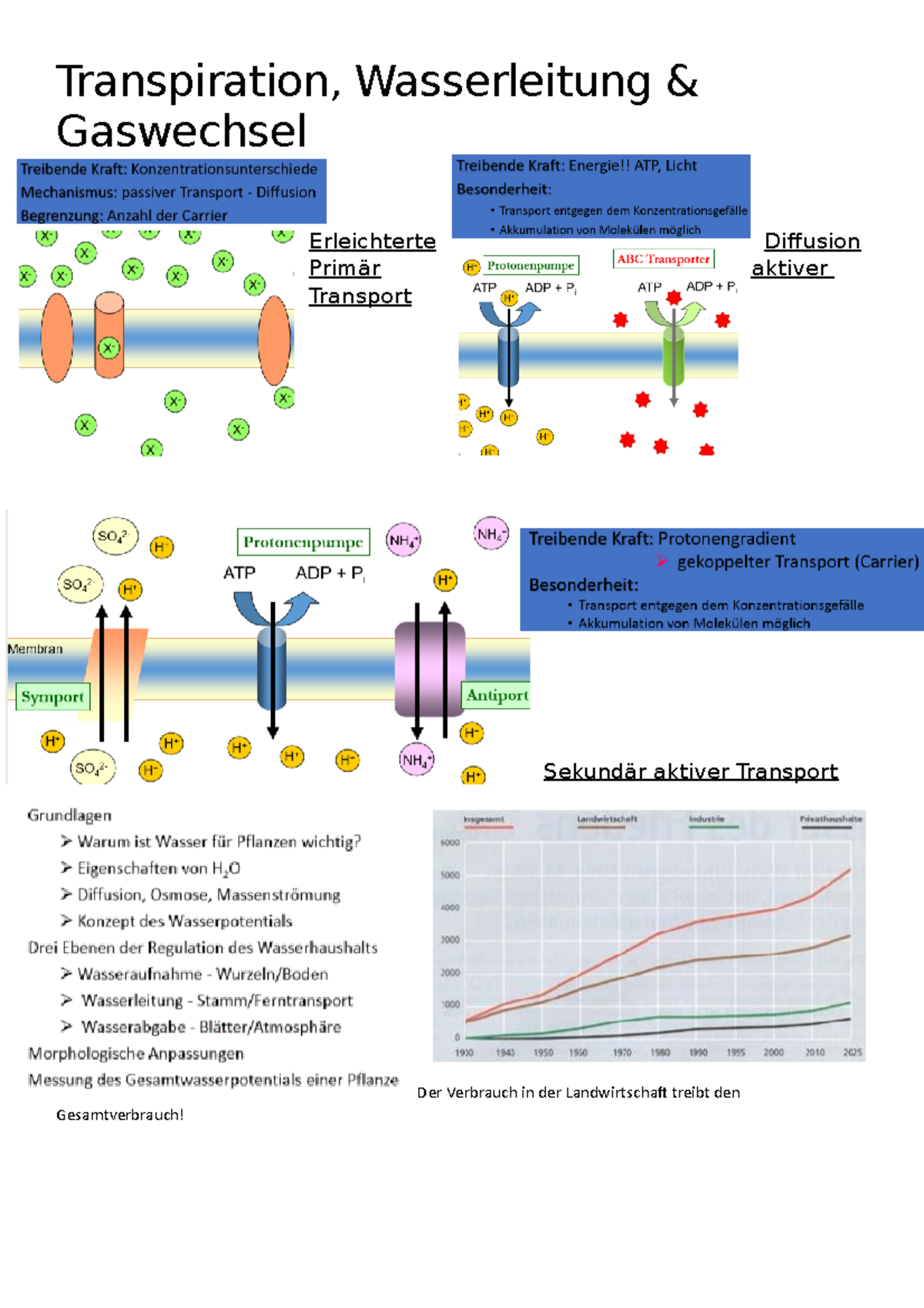 Wasserhaushalt - Transpiration, Wasserleitung & Gaswechsel Erleichterte ...