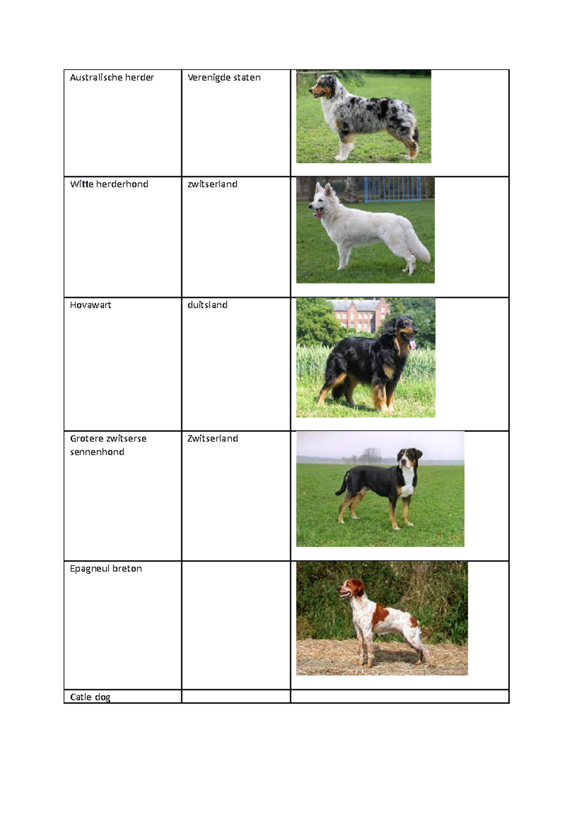 Rasseleer overige lessen - Australische herder Verenigde staten Witte ...