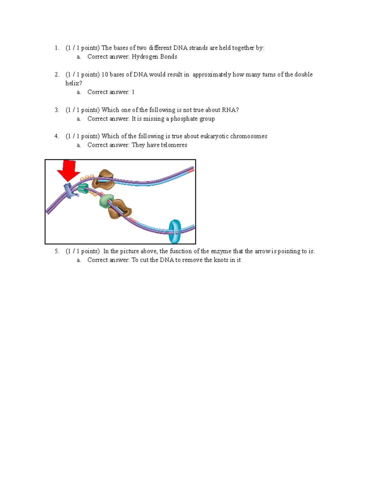 Bio Genetics Quiz 1 Answers - (1 / 1 points) The bases of two different ...