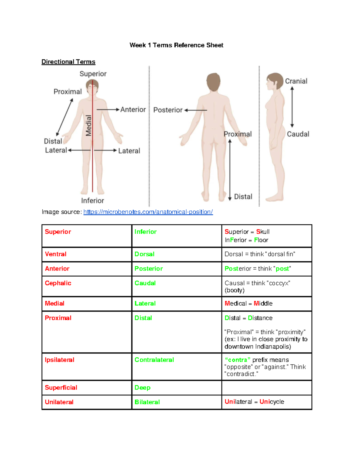BIO251 Week 1 Terms Directional Terms Reference Sheet - Week 1 Terms ...