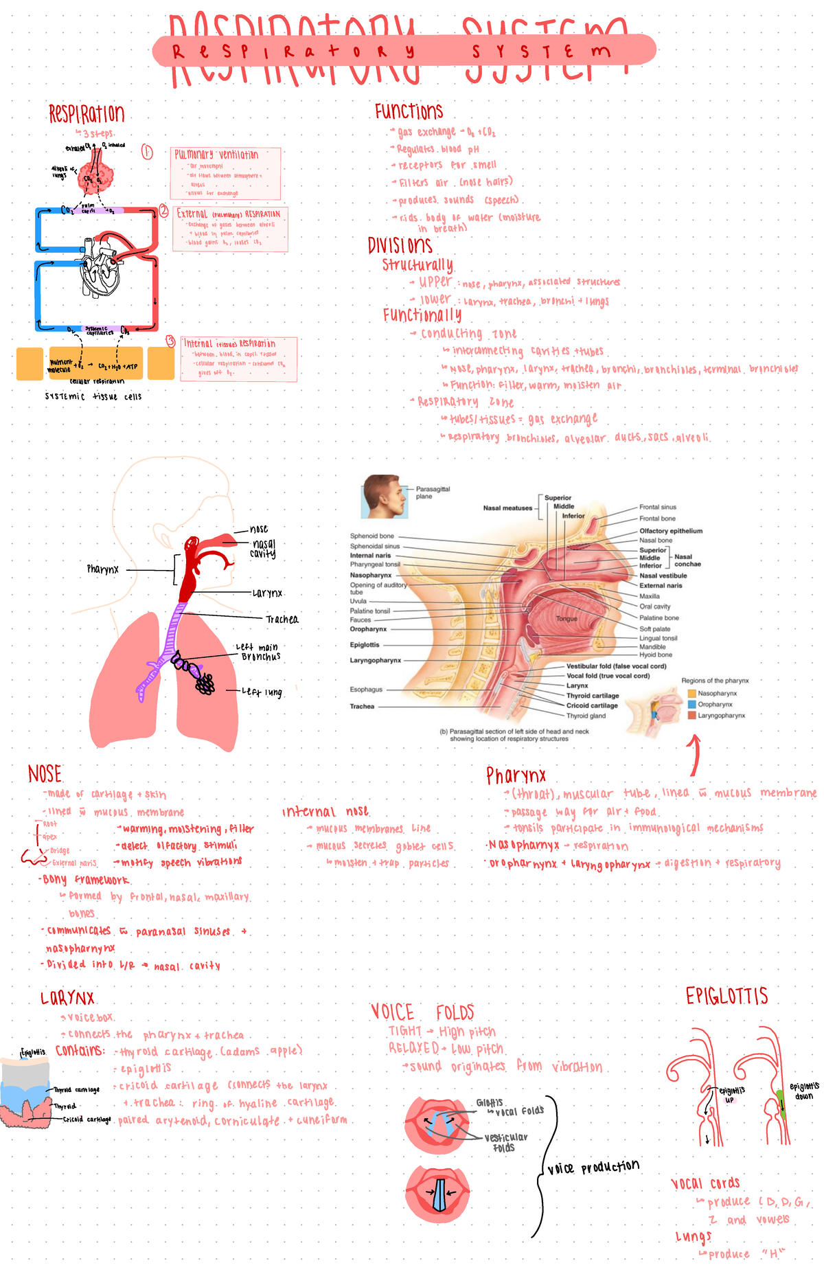 Respiratory - " ftp/7AF-oOHYSsYSsFEA-o RESPIRATION Functions 3 steps → gas exchange -0, - - Studocu