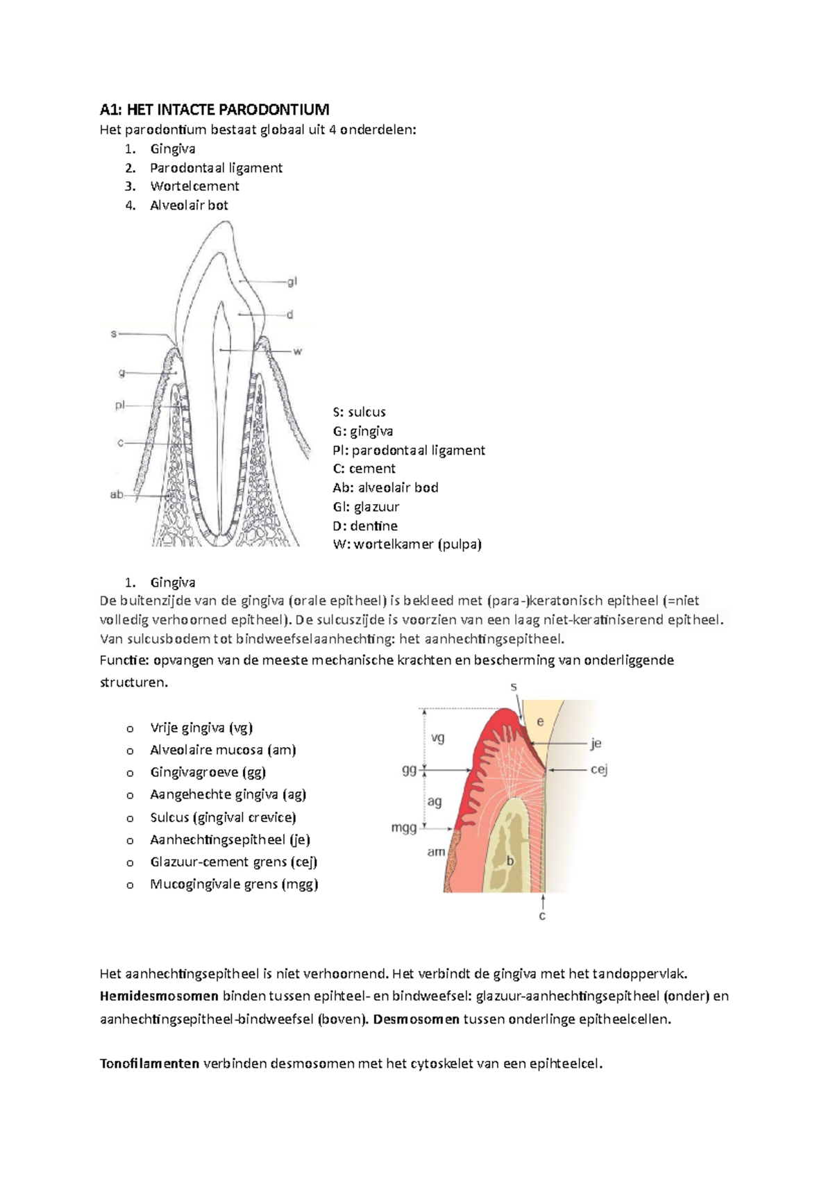 Samenvatting parodontium 1 (Hoorcolleges + info uit ZSO's) - A1: HET ...