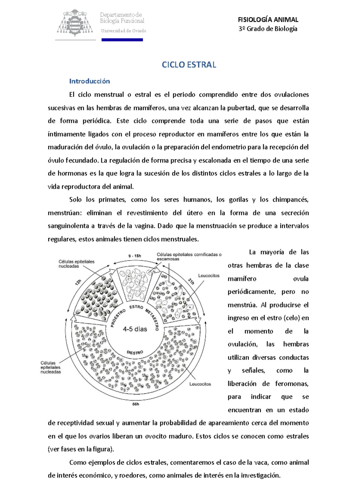 Ciclo estral de la rata 2023 - FISIOLOGÍA ANIMAL 3º Grado de Biología ...