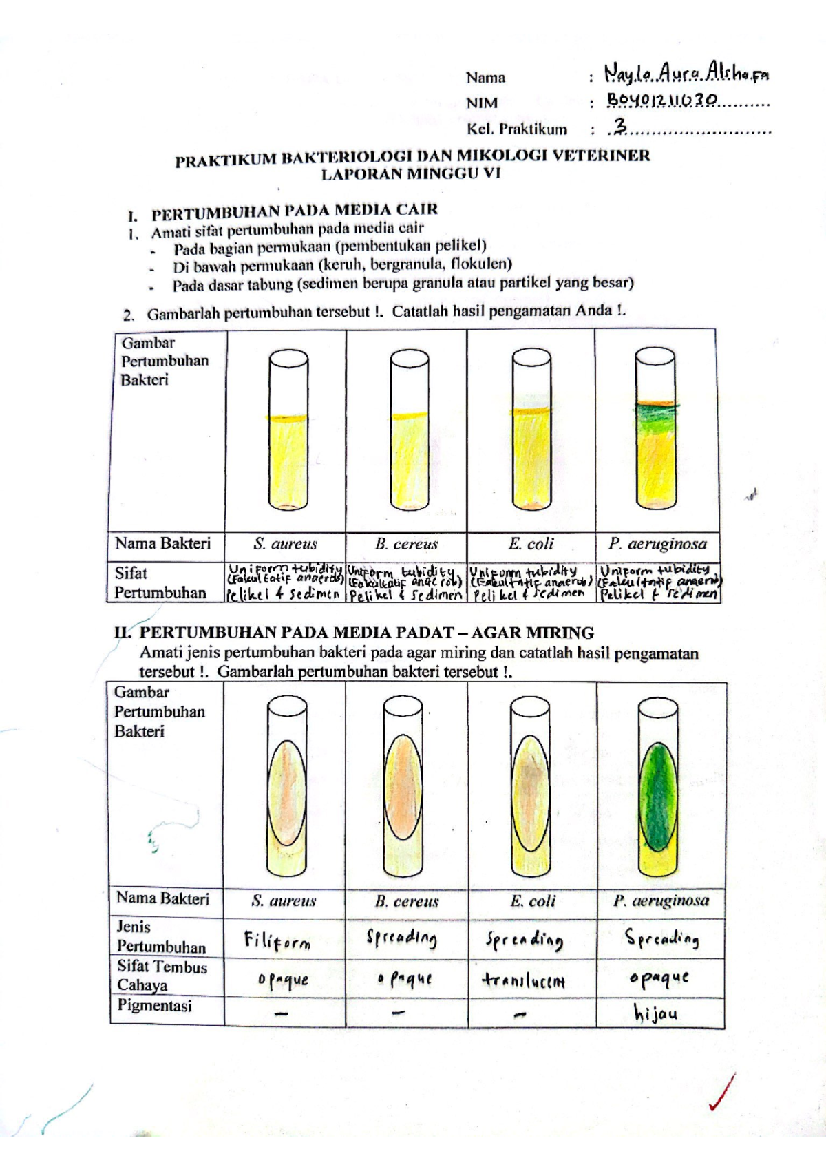 Laporan Bakmivet MG6 - BIAKAN BAKTERI - Bakteriologi dan Mikologi ...