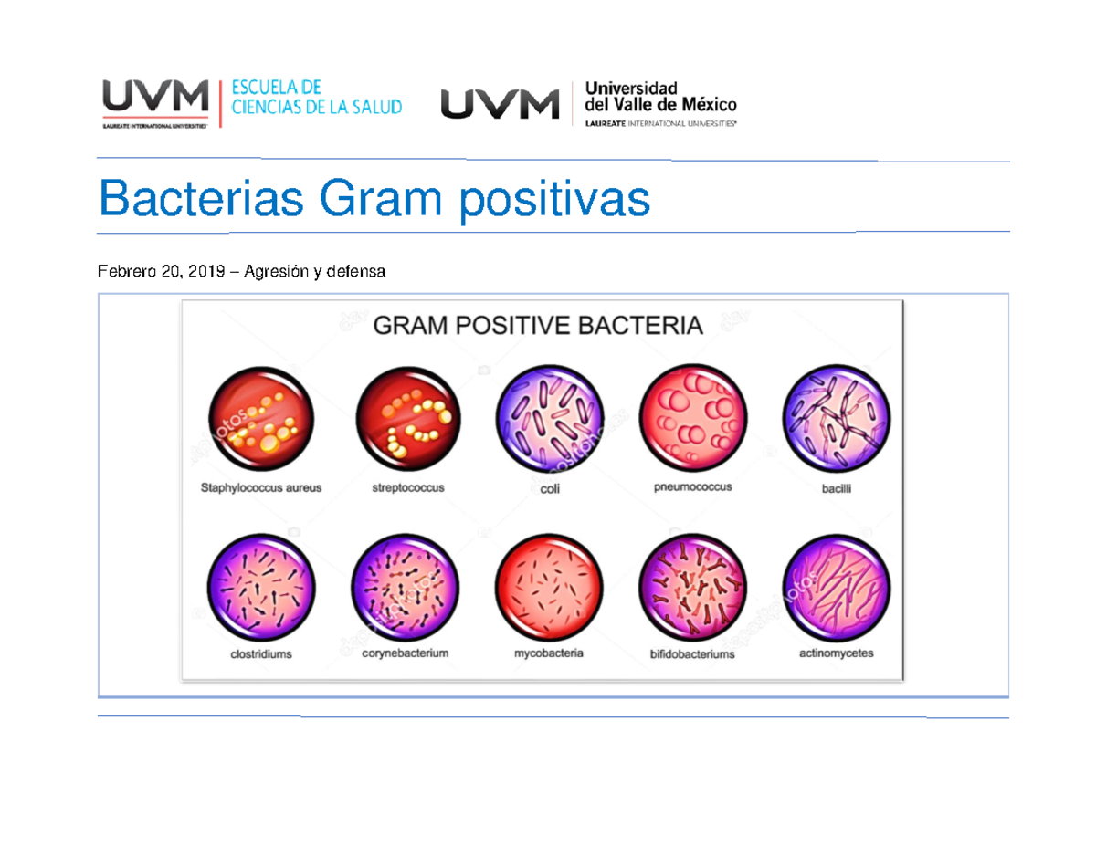 Bacterias Gram positivas. Bacterias Gram positivas - Bacterias Gram ...