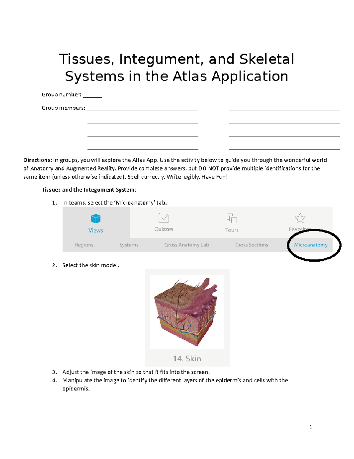 Week 2 - Atlas Activity - practice material - Tissues, Integument, and ...