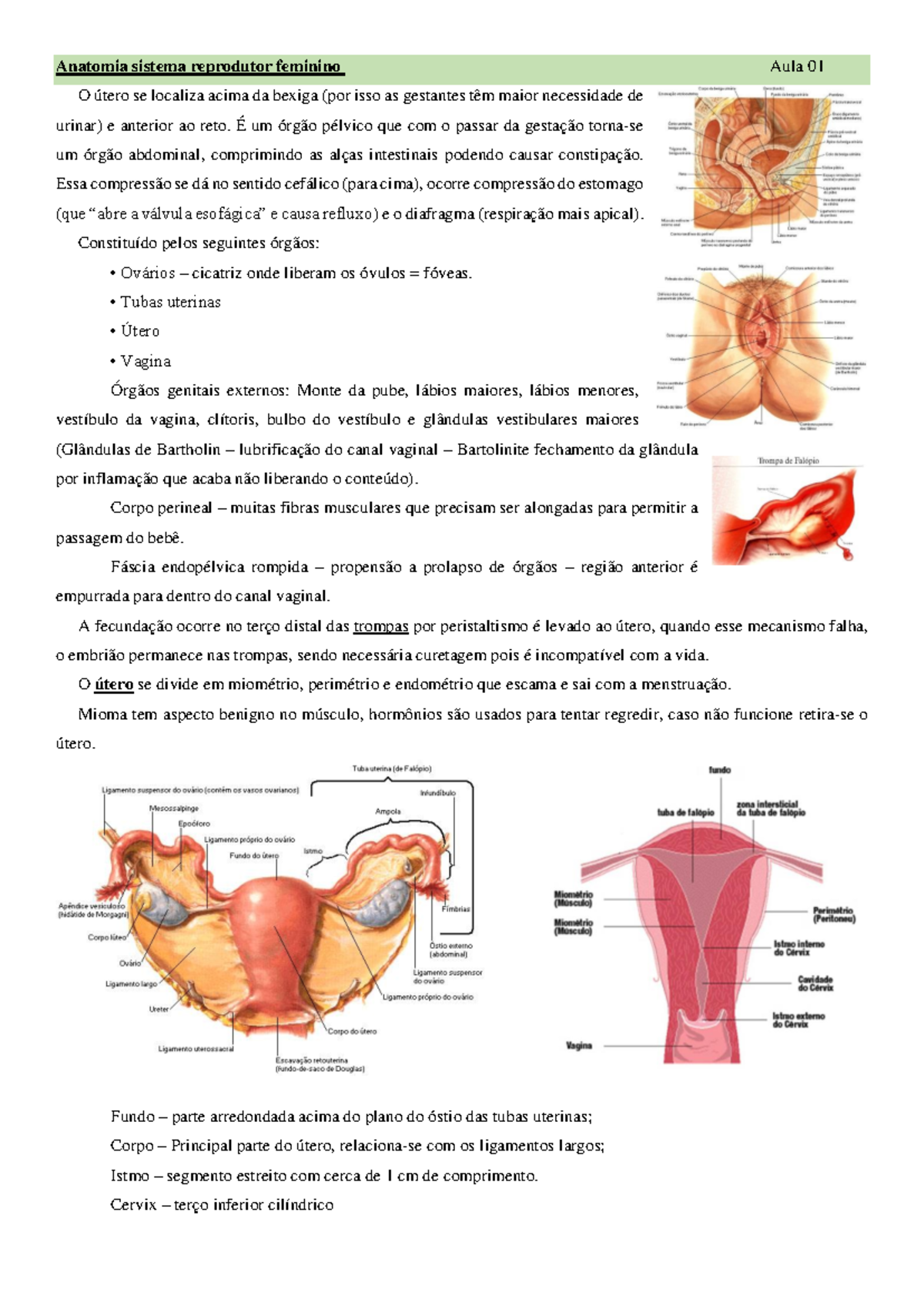 Saúde da mulher - Anatomia sistema reprodutor feminino Aula 01 O útero se localiza acima da ...