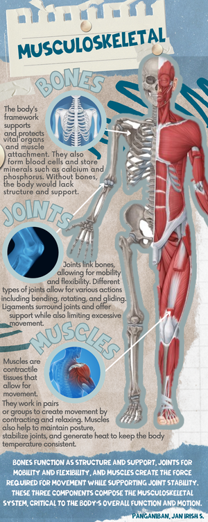 exercise 8 to 10 - Exercise: #8 - Axial Skeleton: Vertebrae, Ribs ...
