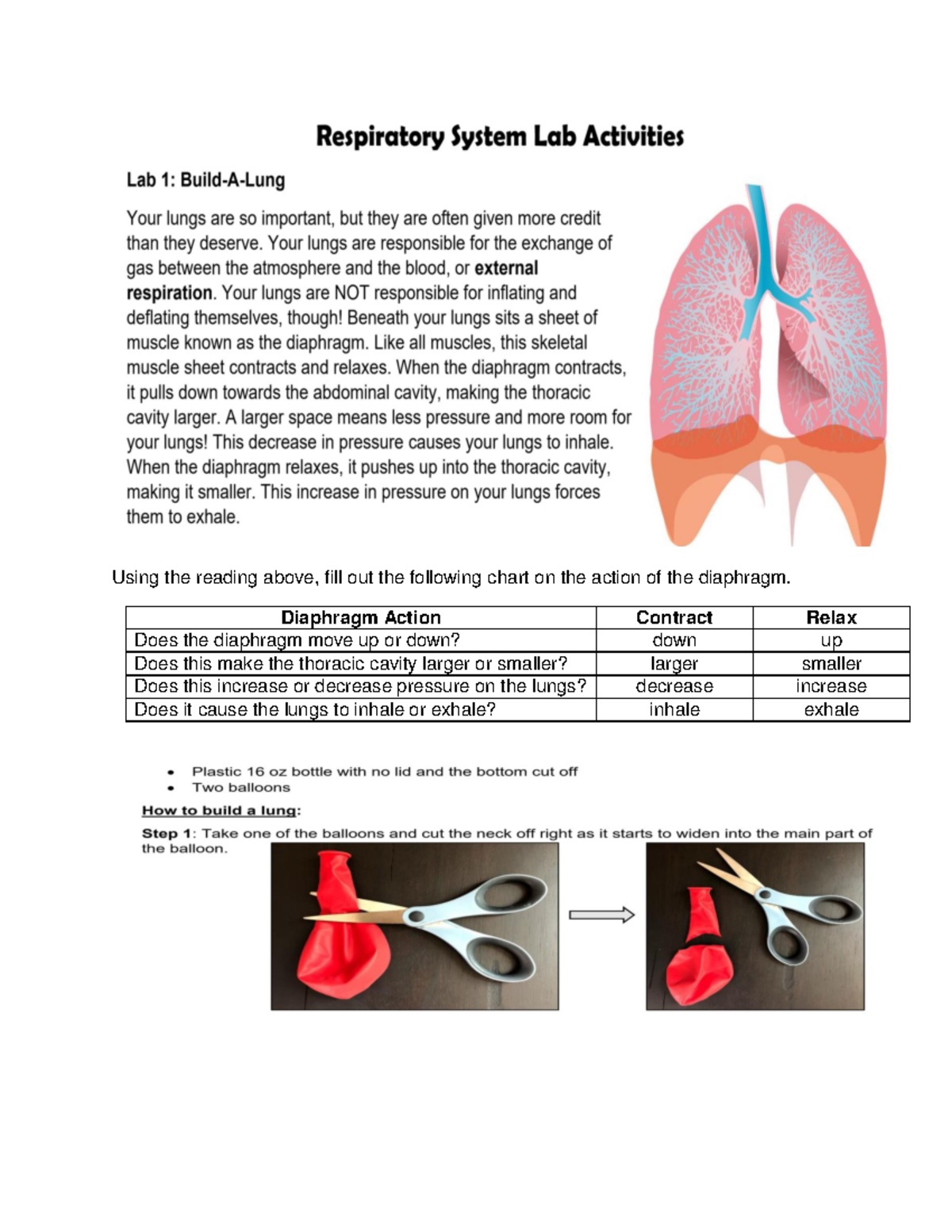 Activity # 1 Build A LUNG - Using the reading above, fill out the ...