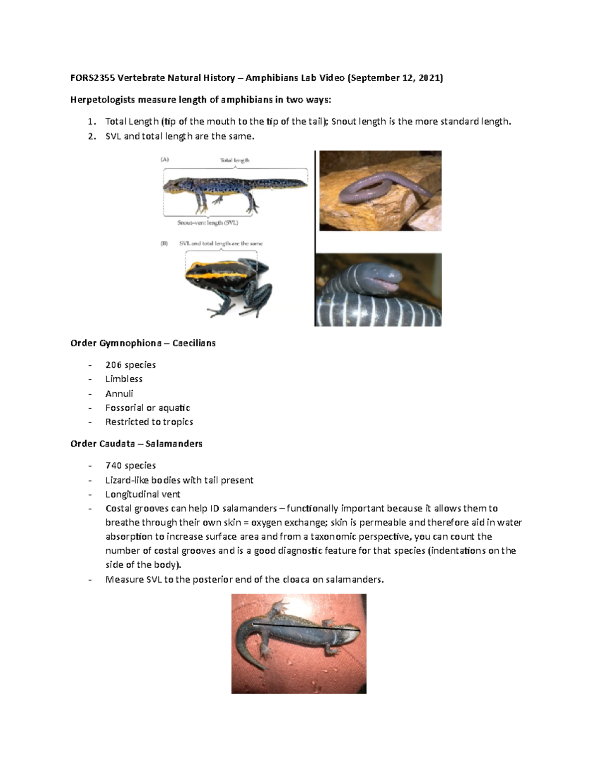 FORS2355 Amphibians Lab Video - FORS2355 Vertebrate Natural History ...