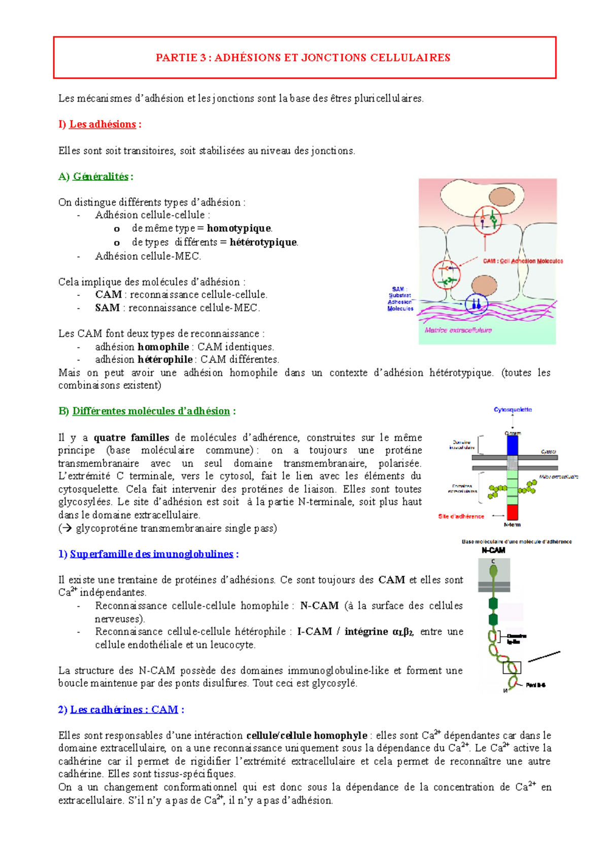 Adhésion et jonctions cellulaires - PARTIE 3 : ADHÉSIONS ET JONCTIONS ...