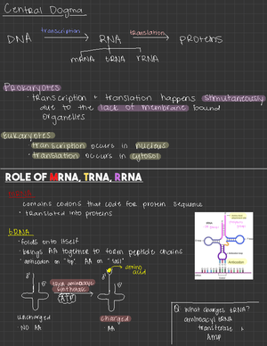 Reproduction system - The Cell Cycle Interphase > growing but not ...