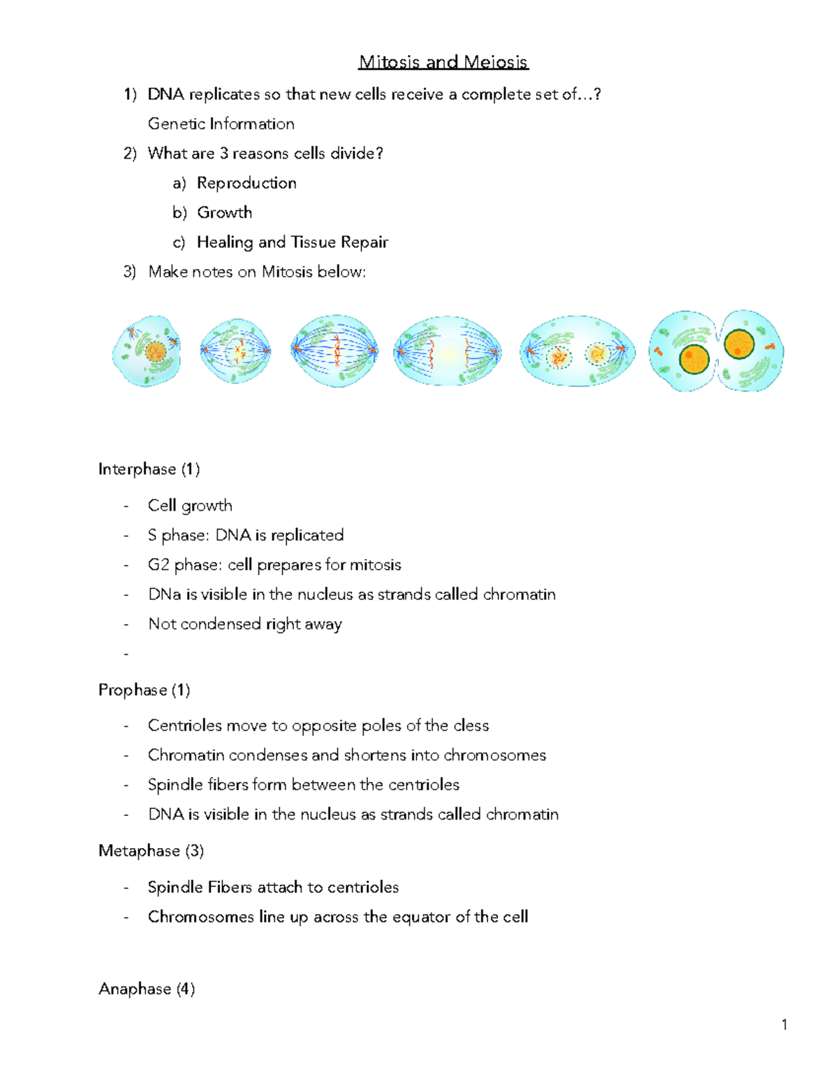Mitosis and Meiosis Worksheet - Mitosis and Meiosis 1) DNA replicates ...