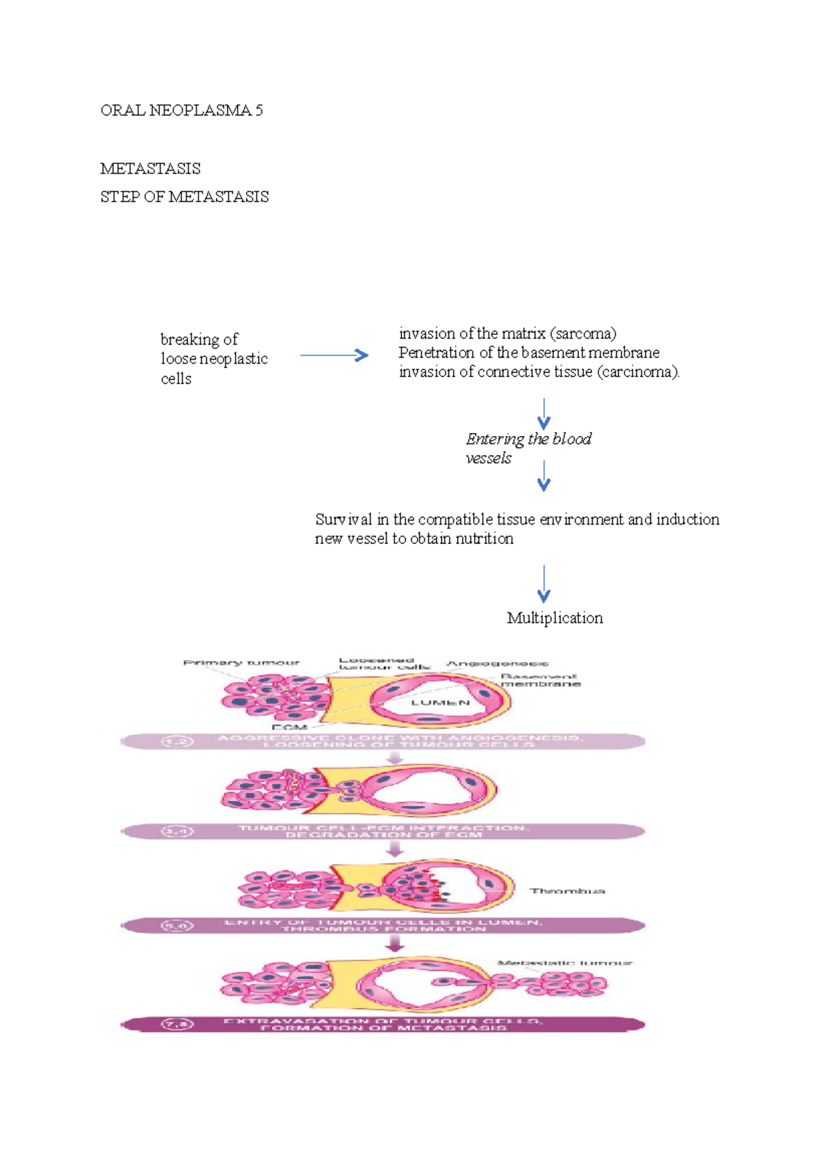 Oral Neoplasma 5 - ORAL NEOPLASMA 5 METASTASIS STEP OF METASTASIS ...