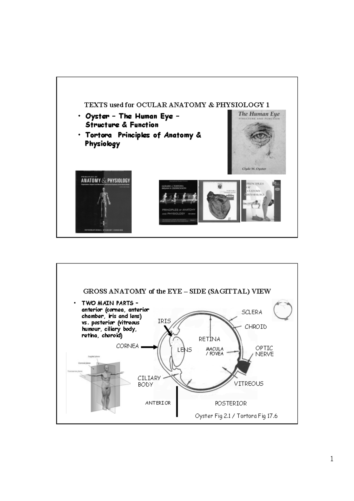 OPHTHALMIC ANATOMY AND PHYSIOLOGY - Gross anatomy of the eye, anatomy ...