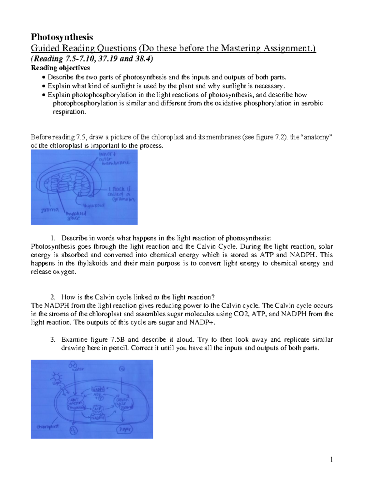 Lesson 8 GRQs Photosynthesis - Photosynthesis Guided Reading Questions ...
