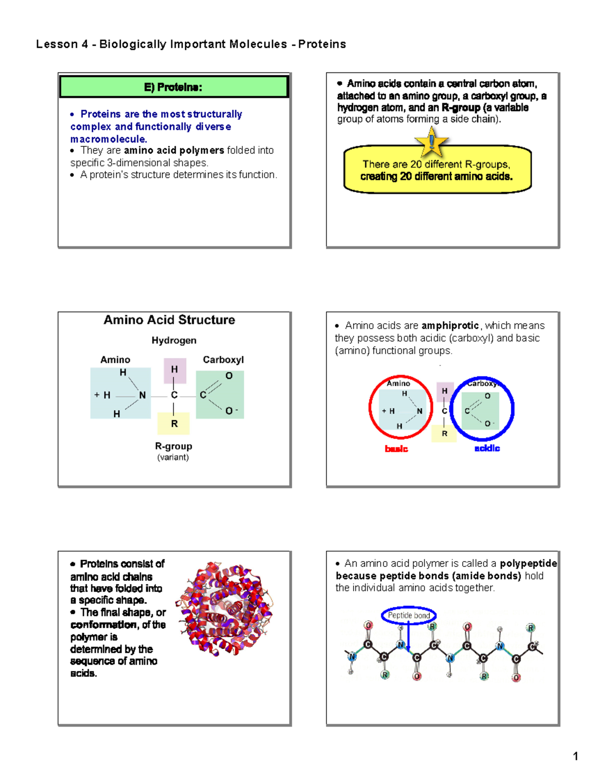Lesson 4 - Proteins - Proteins are the most structurally complex and ...