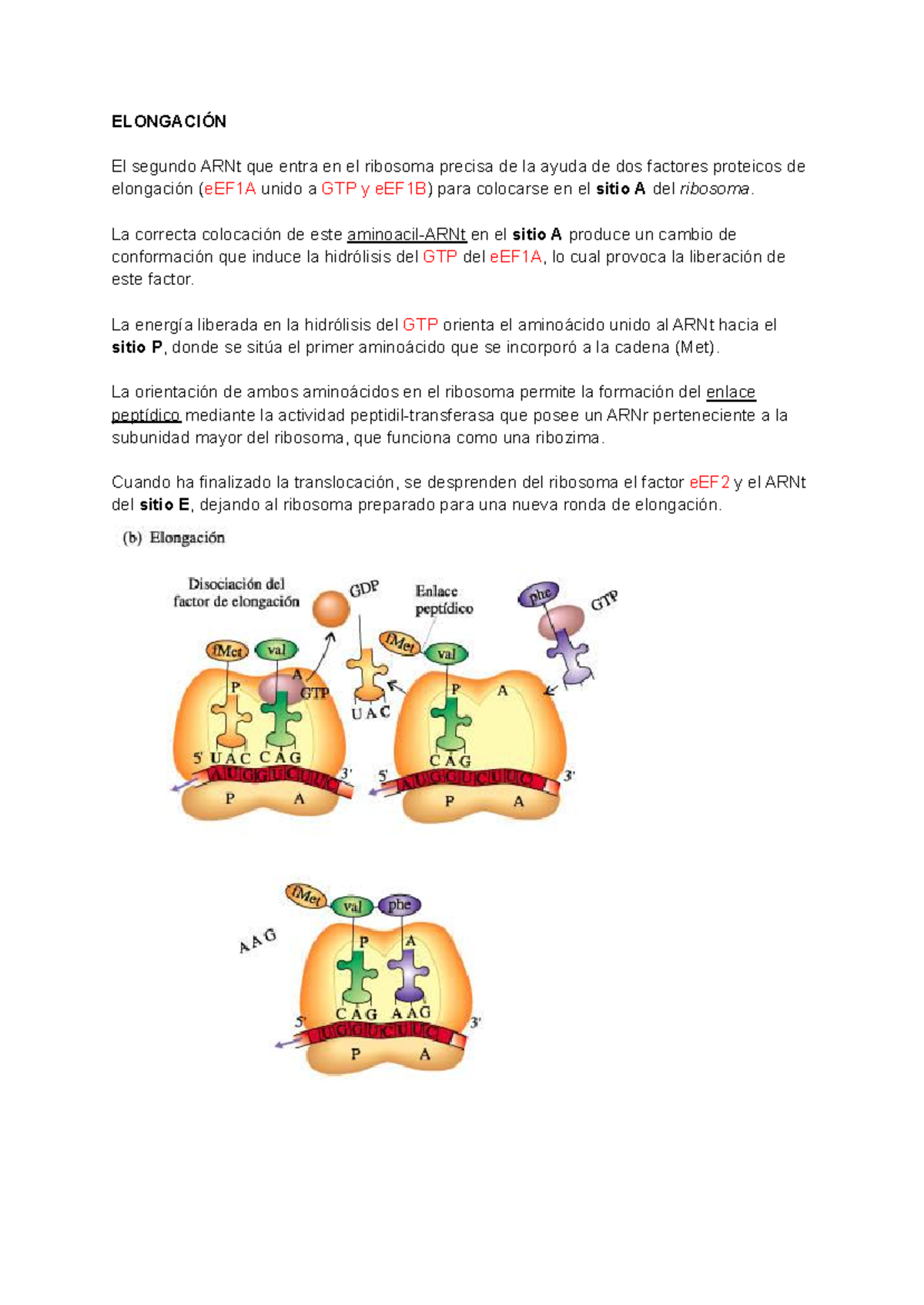 Biología Cap 9 - Apuntes cap 9 - ELONGACIÓN El segundo ARNt que entra ...