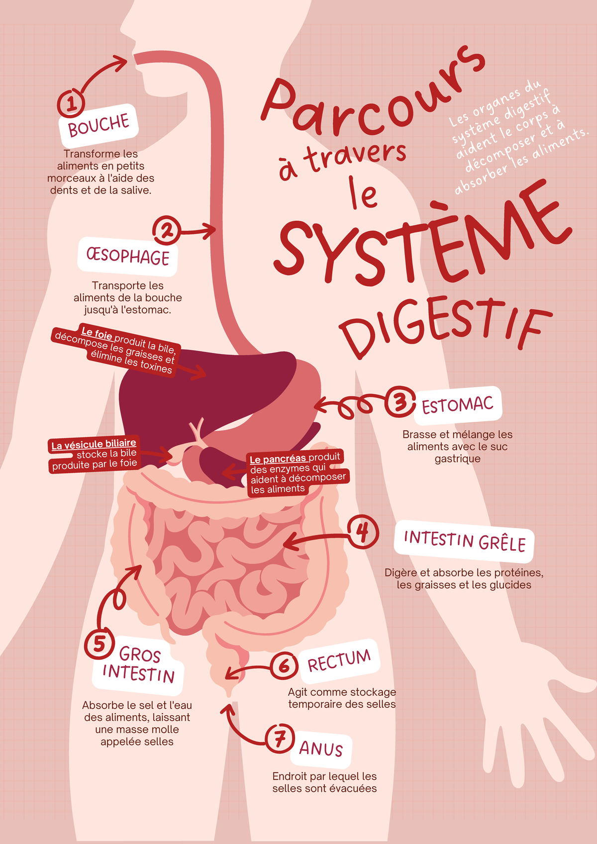 Affiche éducative Format portrait sur le Système digestif Design plat ...
