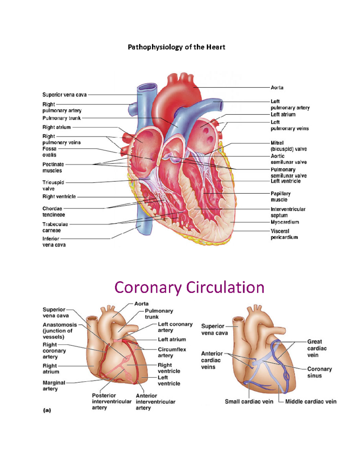 Pathophysiology of the Heart - Pathophysiology of the Heart Cardiac ...