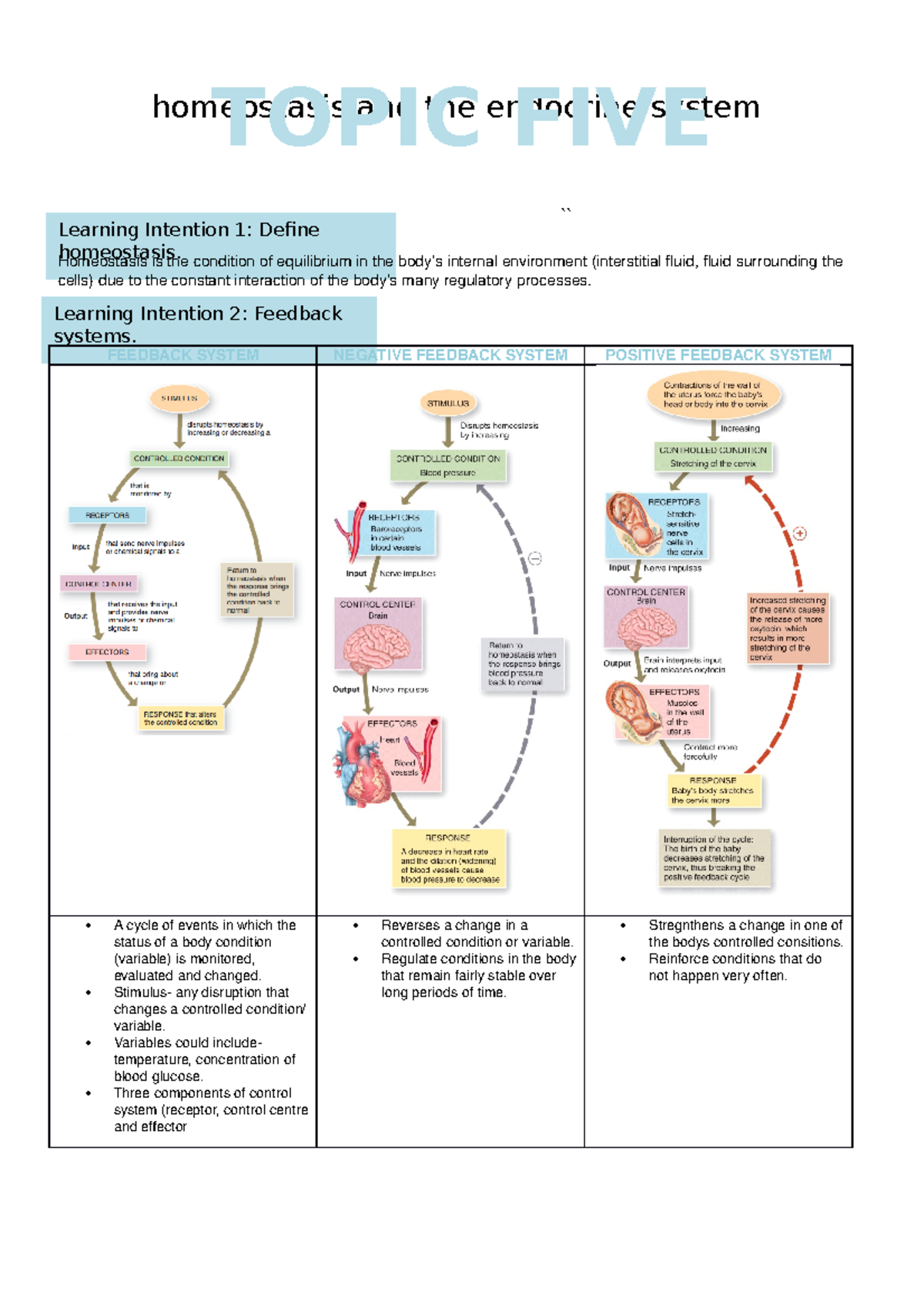 5- homeostasis and endocrine system - Homeostasis is the condition of ...