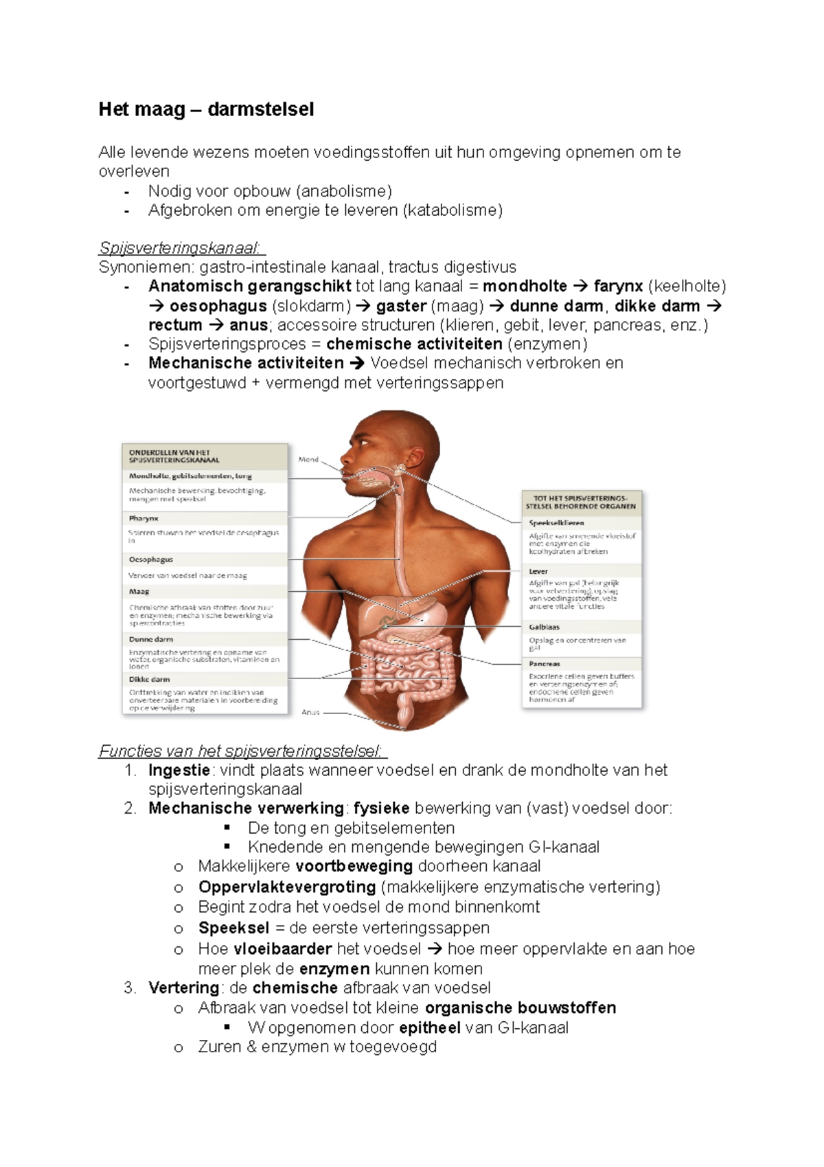 Het maag - darmstelsel - samenvatting maag - darm stelsel - Het maag ...