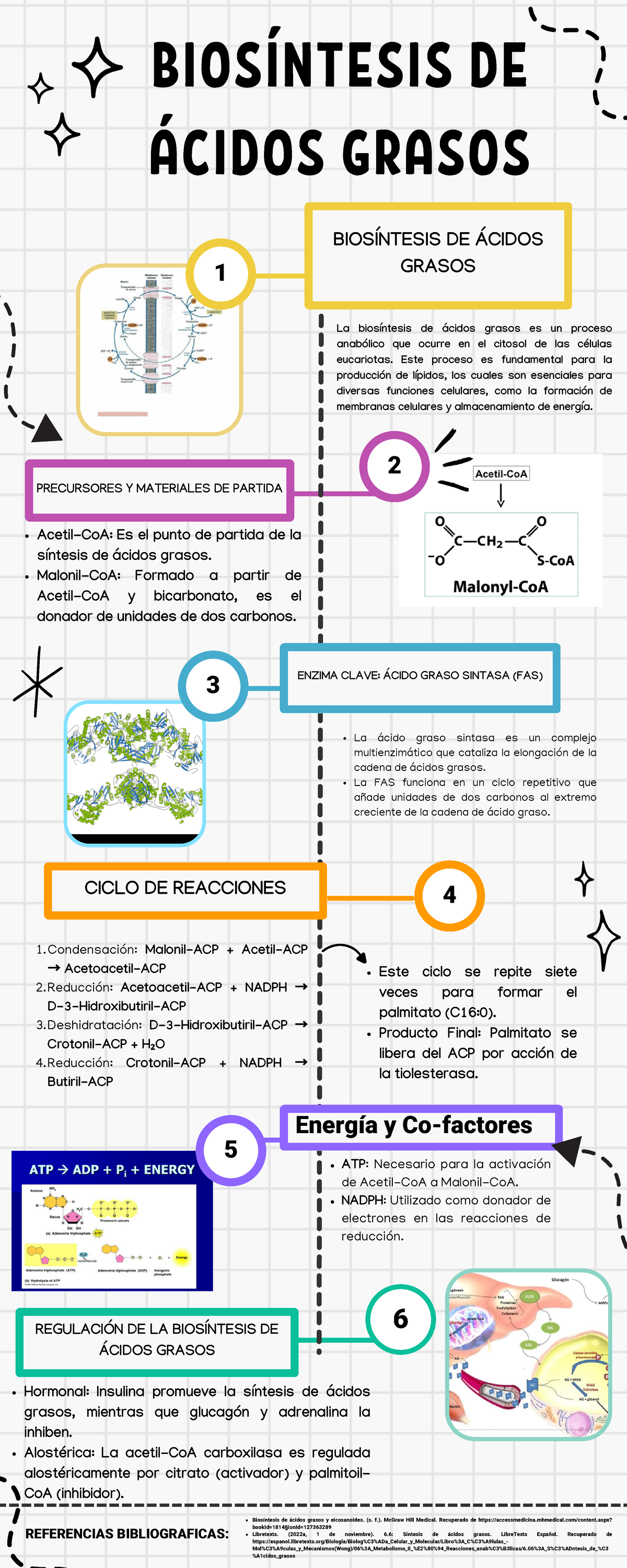 Infografía biosíntesis de ácidos grasos - 6 4 BIOSÍNTESIS DE ÁCIDOS ...
