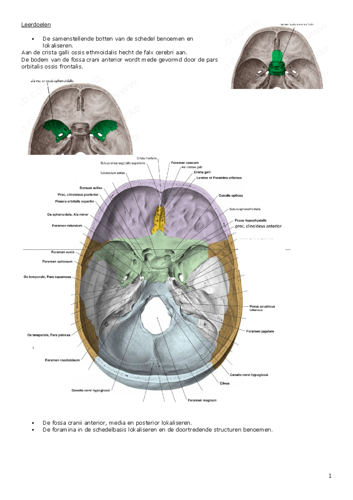 Practicum 2 - Leerdoelen De samenstellende botten van de schedel ...