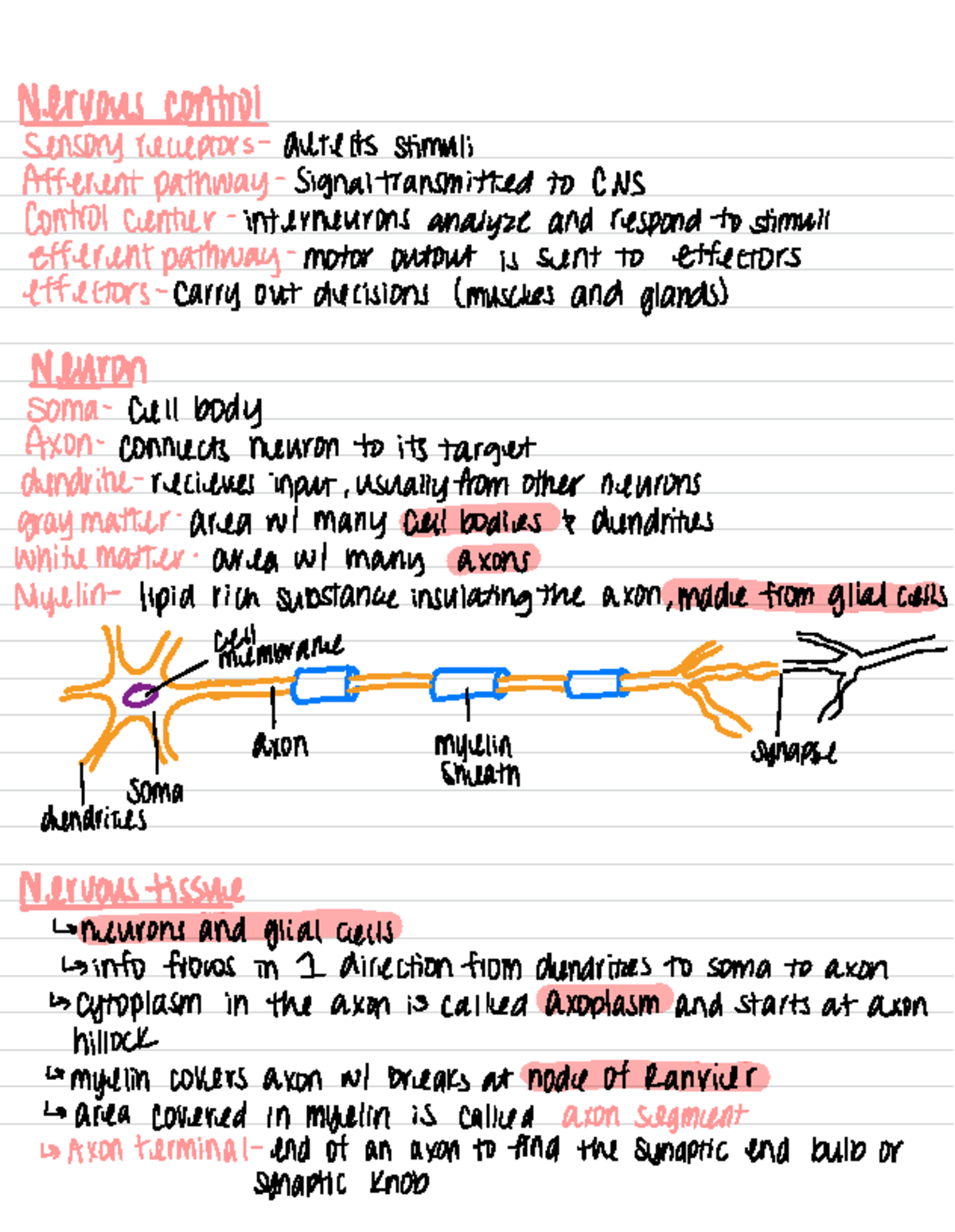 Anatomy & physiology 1 nervous system - Nervouscontrol sensory ...