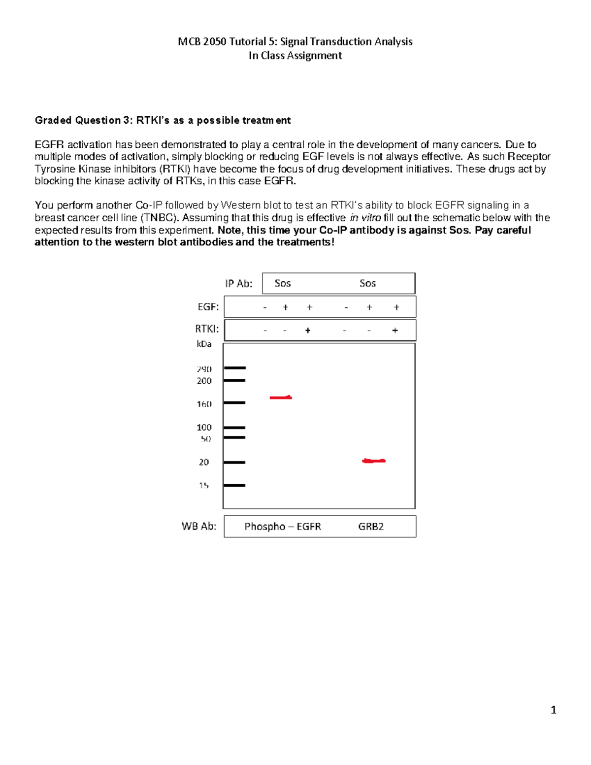 Graded Question 3 tutorial - MCB 2050 Tutorial 5: Signal Transduction ...