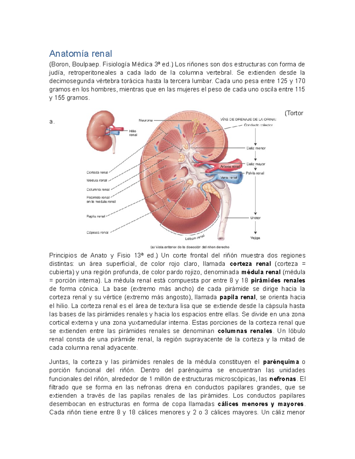 Anatomía y Fisiología Renal - Anatomía renal (Boron, Boulpaep ...