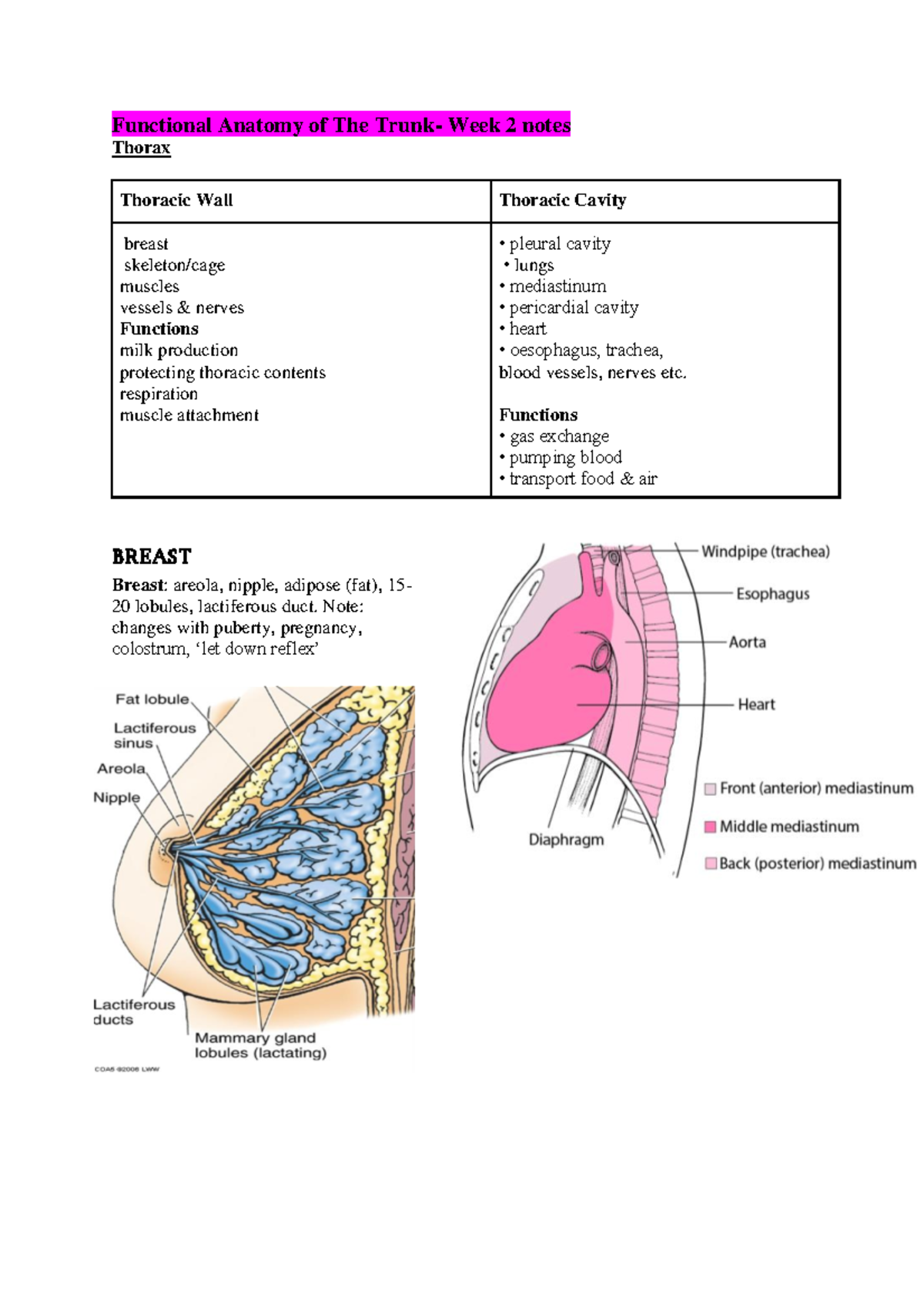 Functional Anatomy of The Trunk test 2 notes - Functional Anatomy of ...