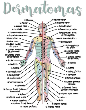 Plexo Braquial - Lectura de anatomía humana - Ramas Fascículos ...