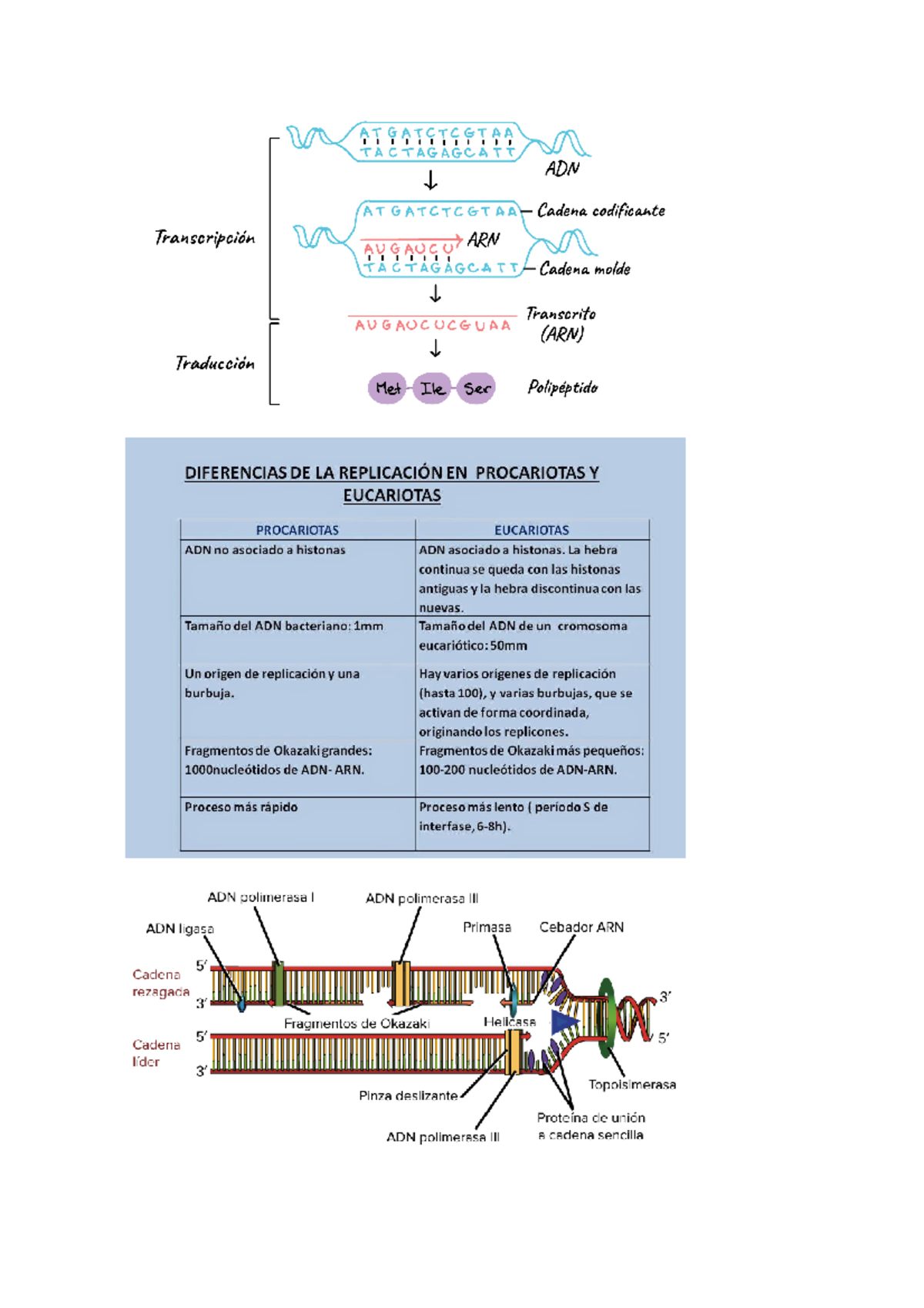 biologia bachillerato - La célula Citocentro (centrosoma): Estructura ...