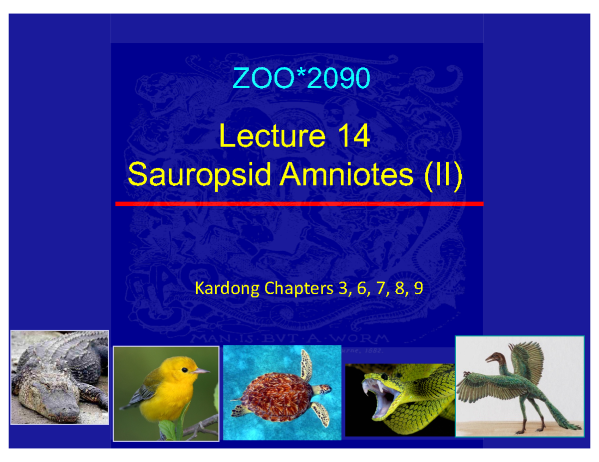 Lecture 14 Sauropsids 2 - ZOO* Lecture 14 Sauropsid Amniotes (II ...