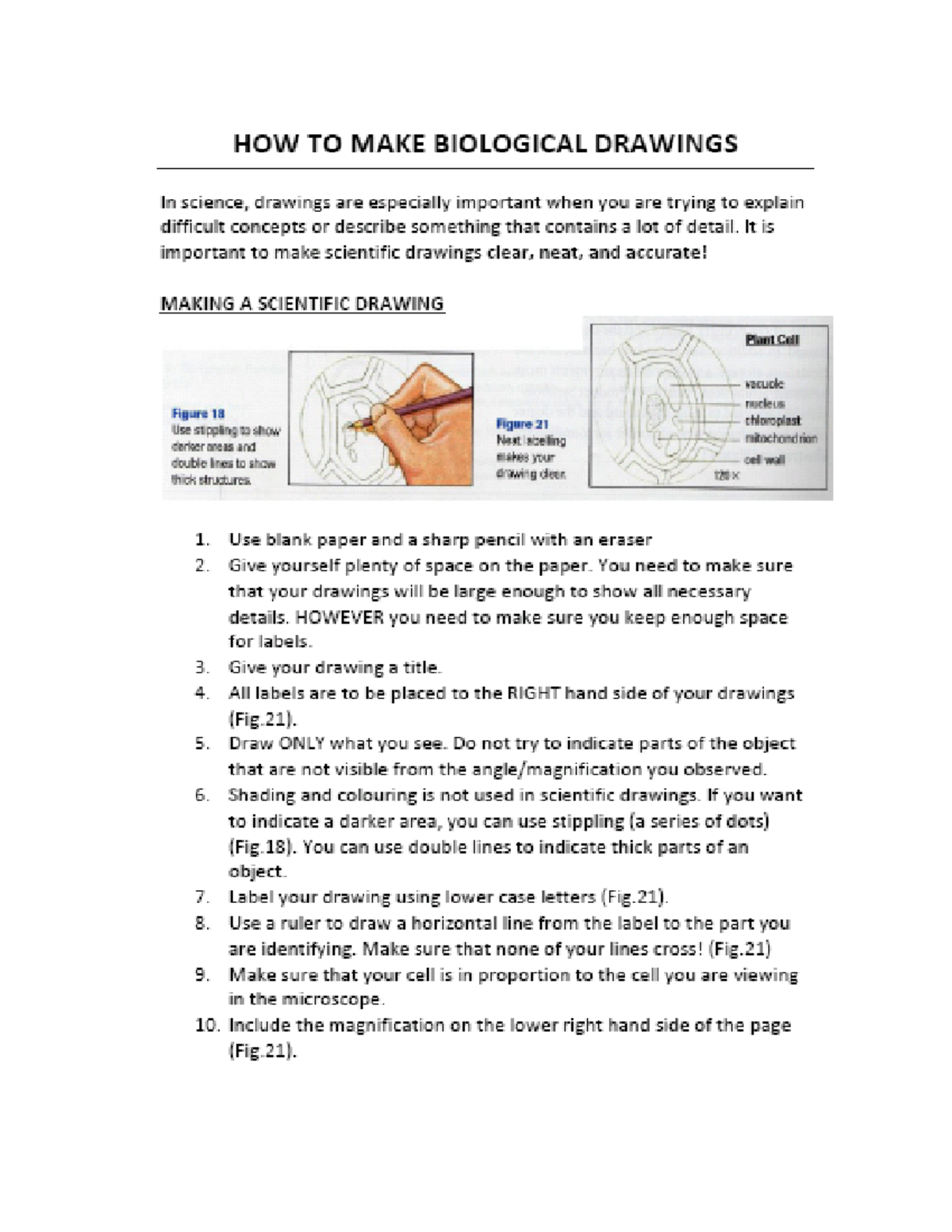 How to make a biological drawing - BI 470 - Studocu