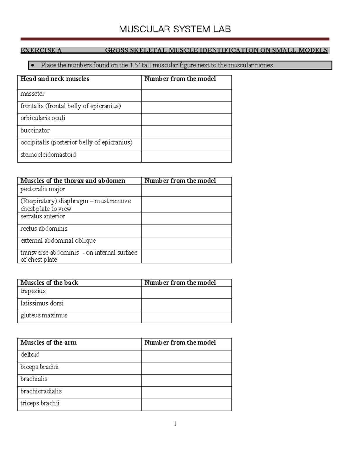 5 EMS muscular system lab1 - EXERCISE A GROSS SKELETAL MUSCLE ...