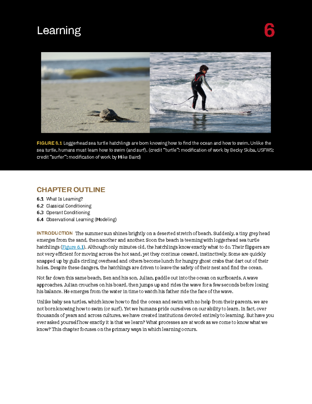 Chapter 6 Mark up - FIGURE 6 Loggerhead sea turtle hatchlings are born ...