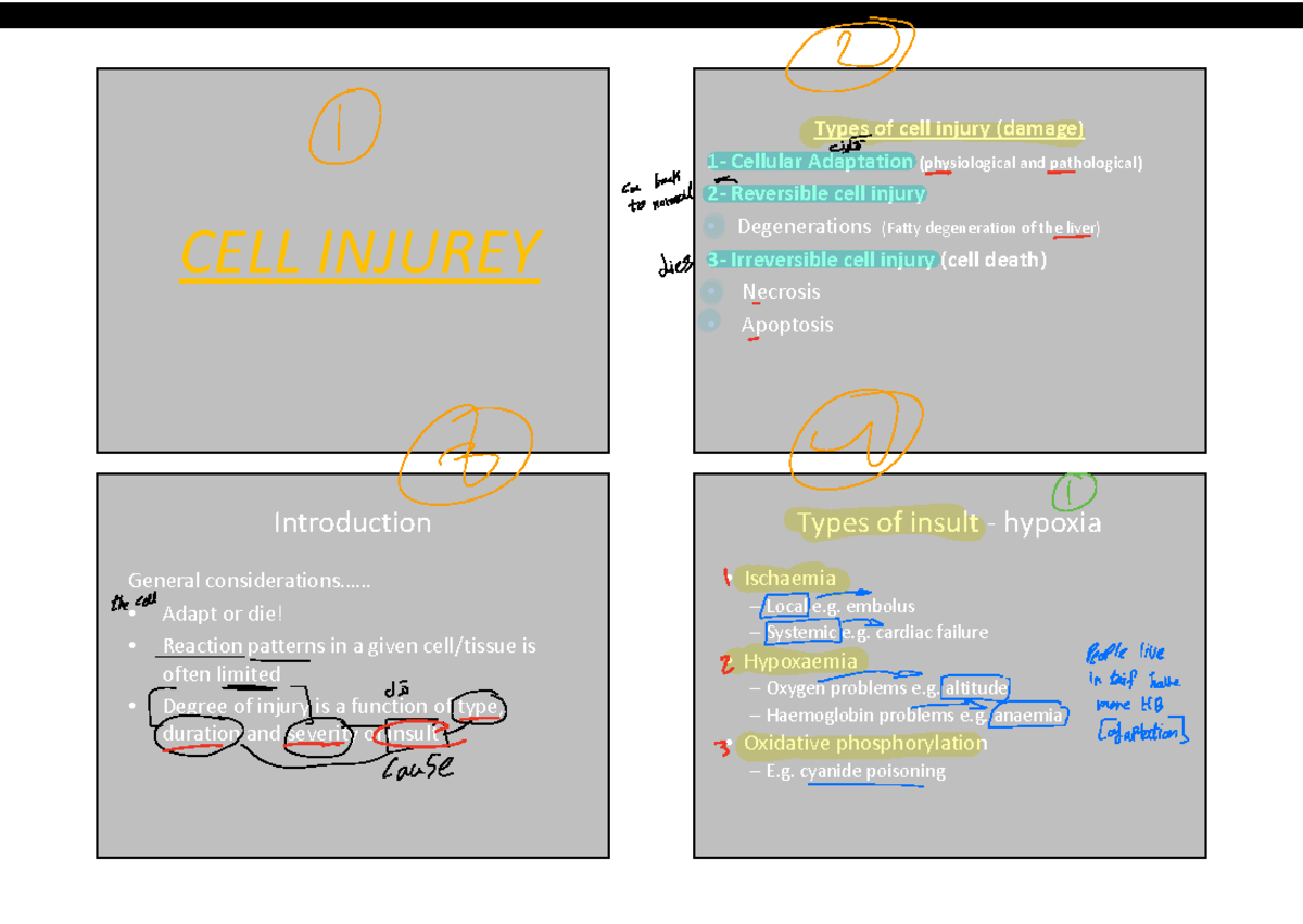 4- cell injurey - I’m edia - CELL INJUREY Types of cell injury (damage ...