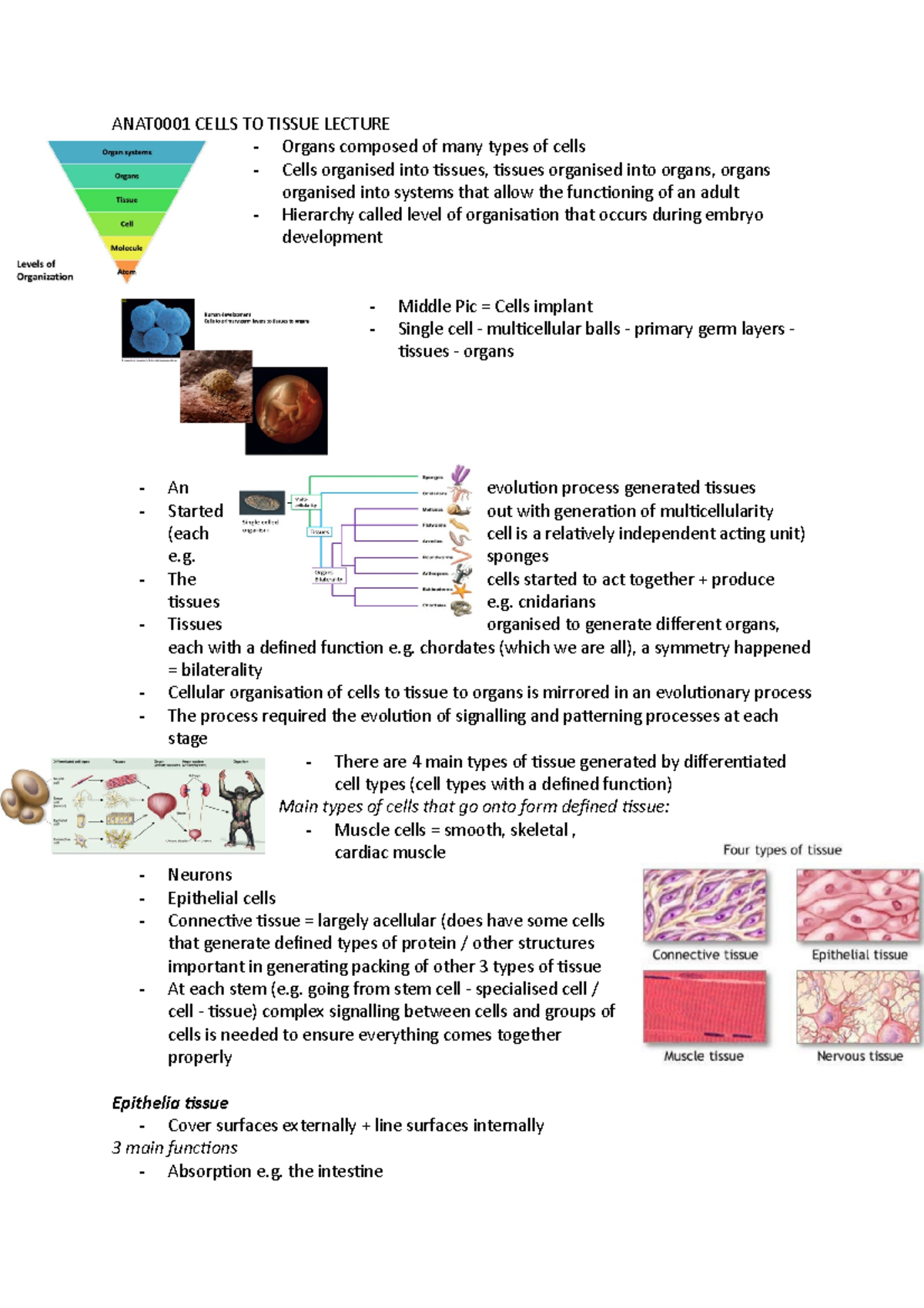 ANAT0001 Cells TO Tissue Lecture - ANAT0001 - UCL - Studocu