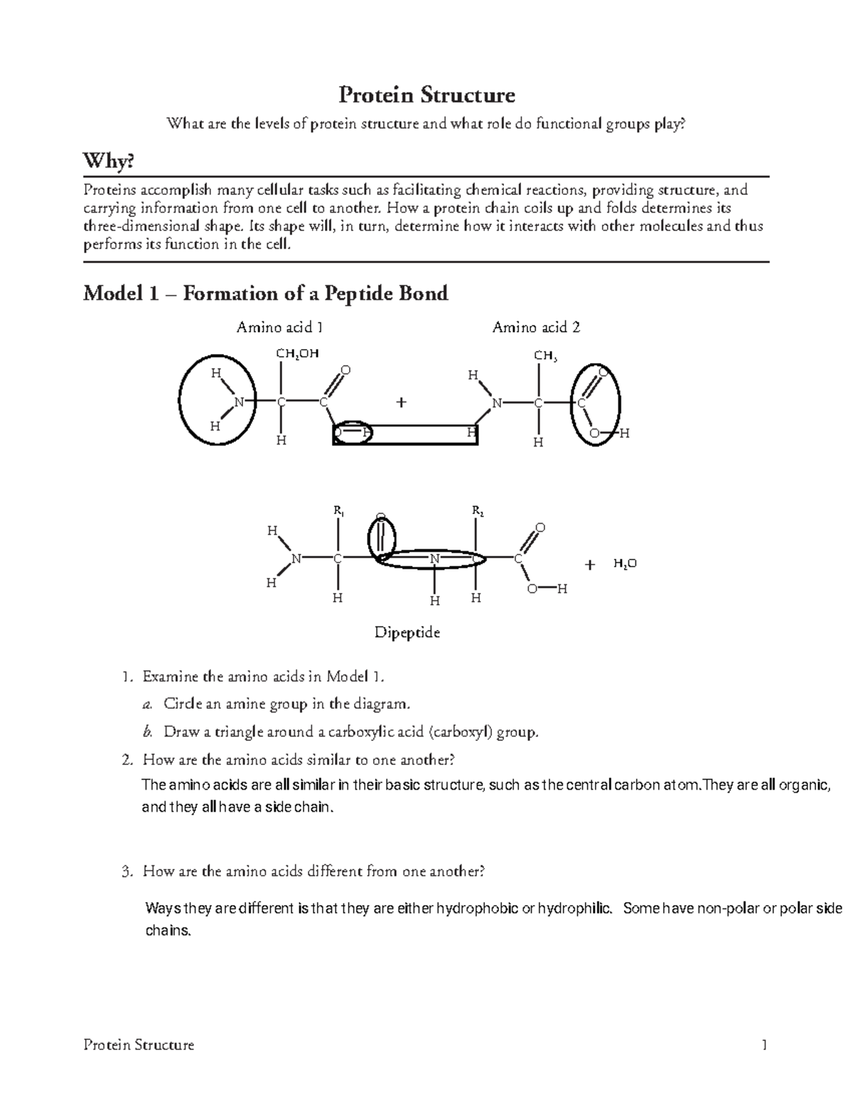 Basic Proteins POGIL - Protein Structure 1 Protein Structure What are ...