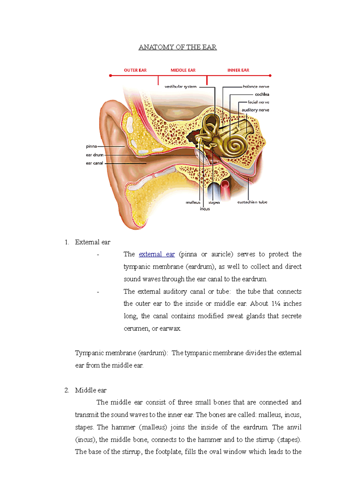 anatomy and physiology notes of the ear - ANATOMY OF THE EAR External ...