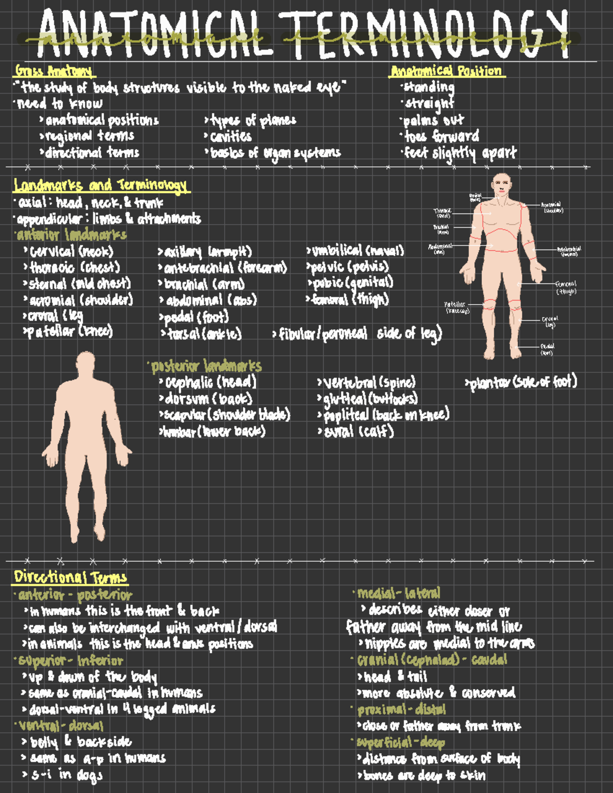 Anatomical Terminology And Organ Systems - t-HHA-F-AHH#FERtttAt0tttH ...