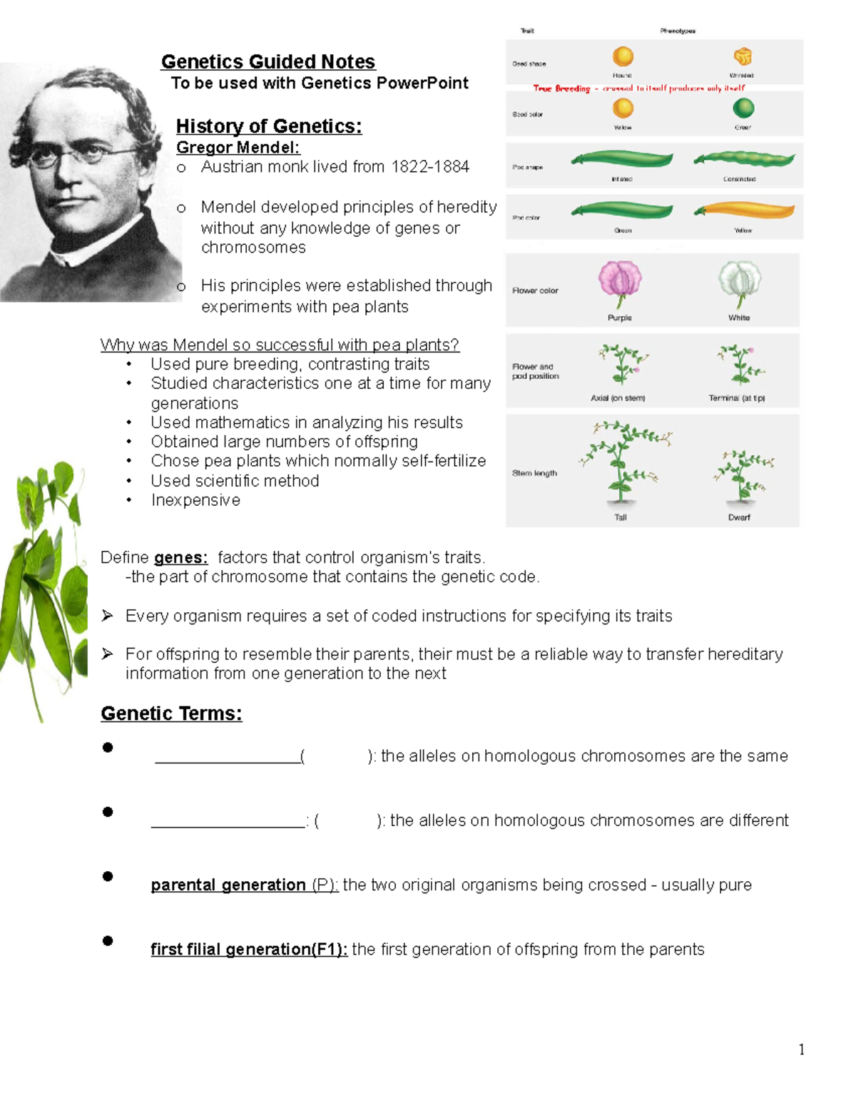 Genetics Guided Notes -the part of chromosome that contains the genetic ...