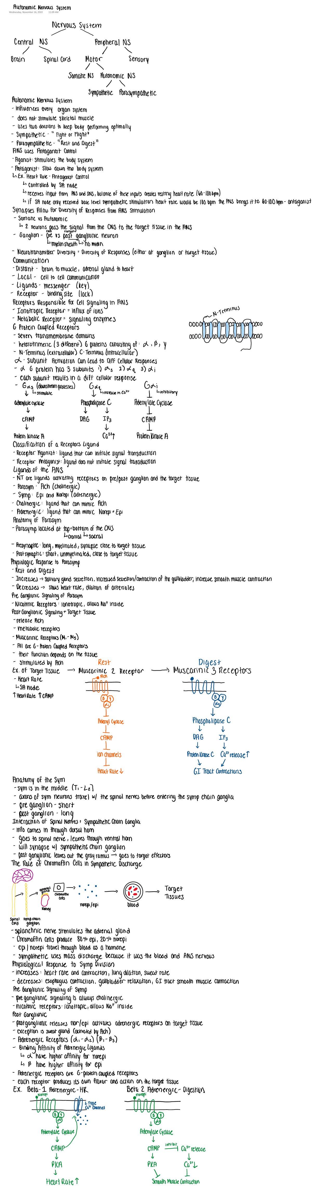 PNB 2264 ANS - Notes on the autonomic nervous from PNB 2264 with John ...