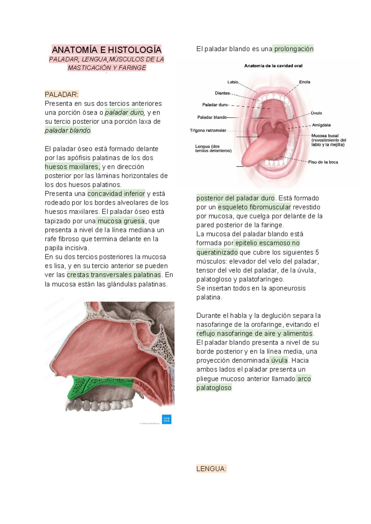 Cavidad Bucal - ,... - ANATOMÍA E HISTOLOGÍA PALADAR, LENGUA,MÚSCULOS ...