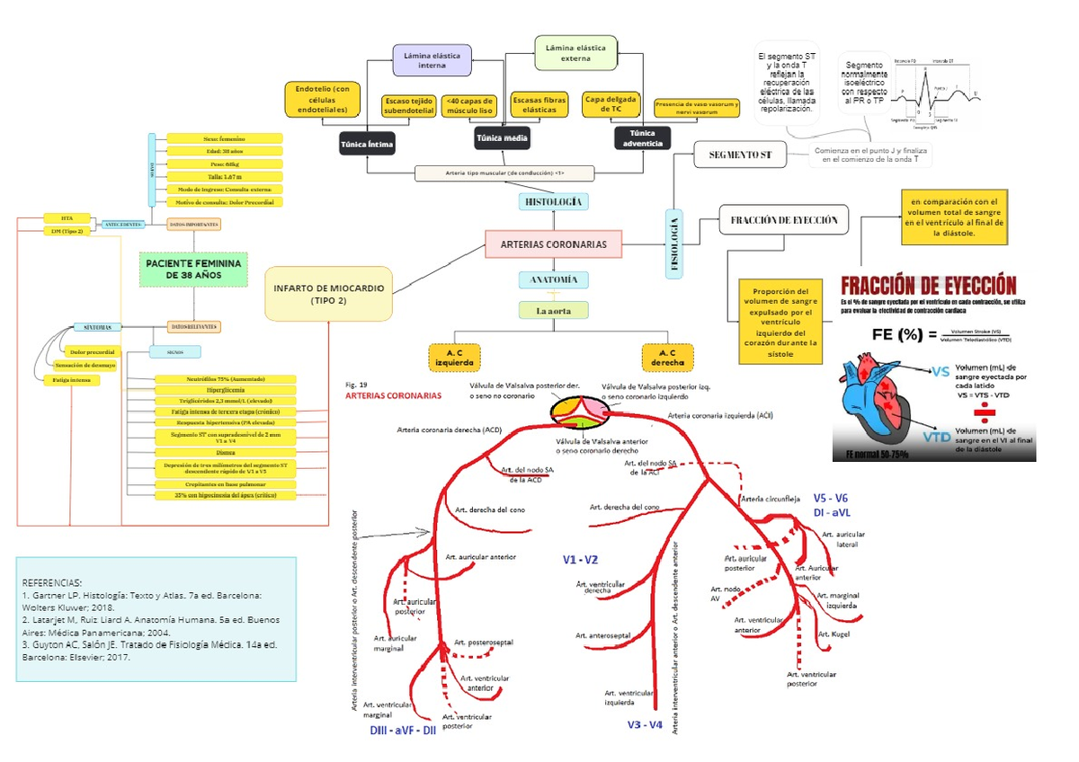 Untitled - mapa - Lámina elástica Lámina elástica externa segmento ST ...