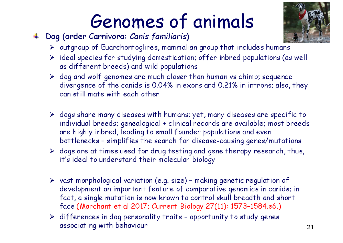 GENE3713 2024 - Ch06 - Lecture 03 - 21 Genomes of animals Dog (order ...